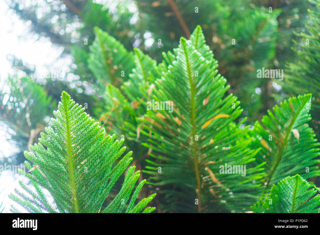 pine leaf with sunlight Stock Photo - Alamy