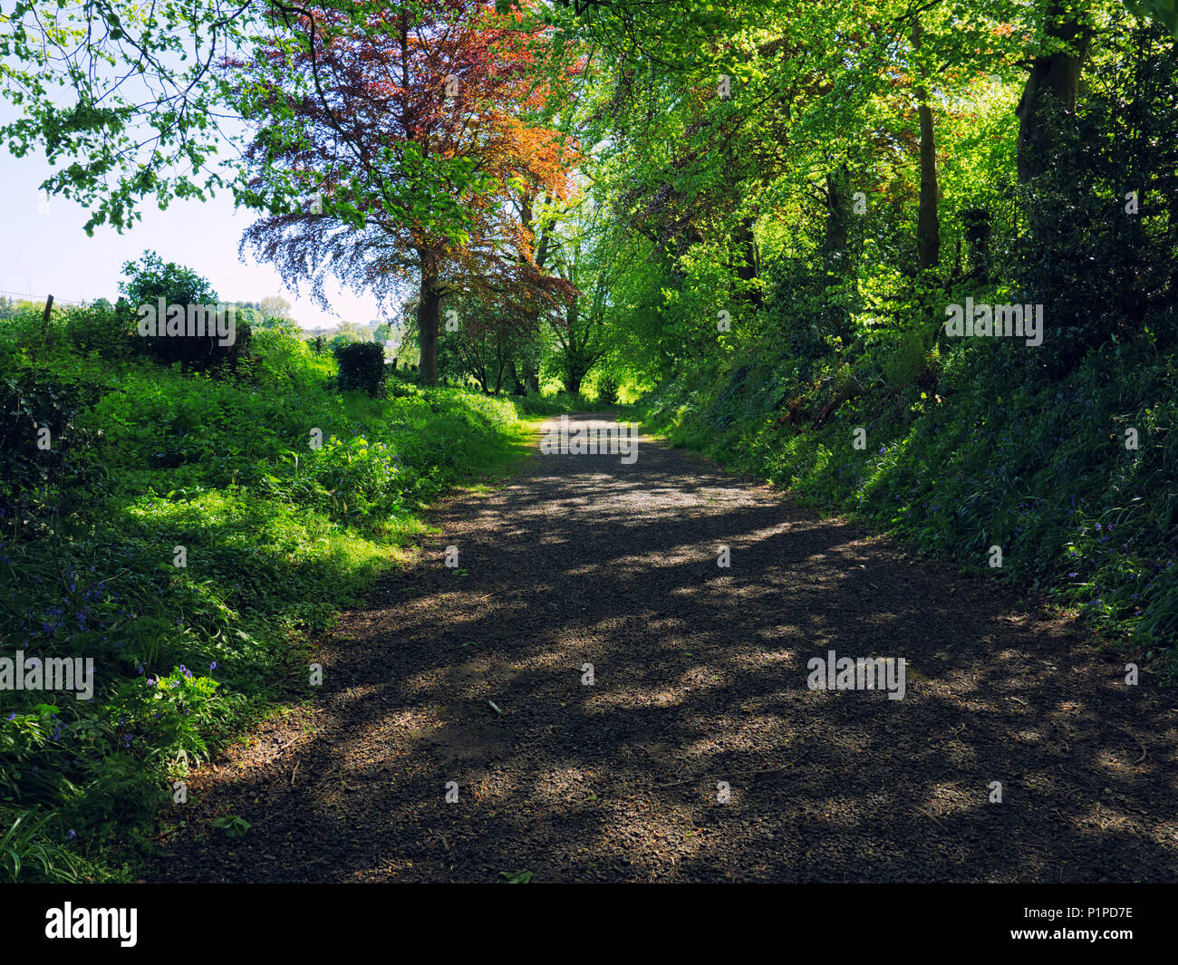 Sunny spring countryside,Northern Ireland Stock Photo - Alamy