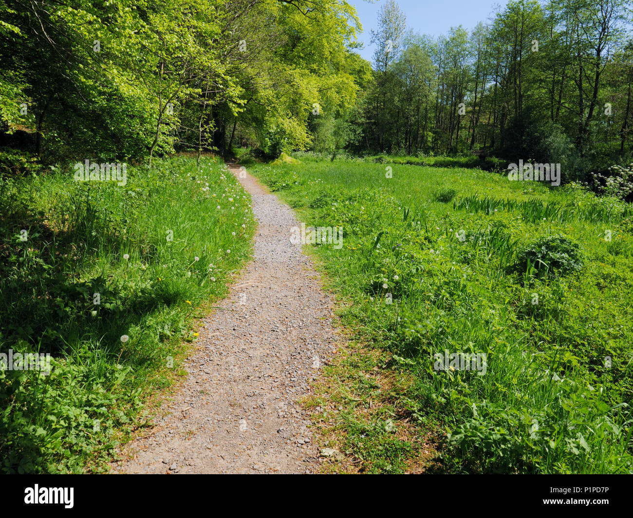 Sunny spring countryside,Northern Ireland Stock Photo - Alamy