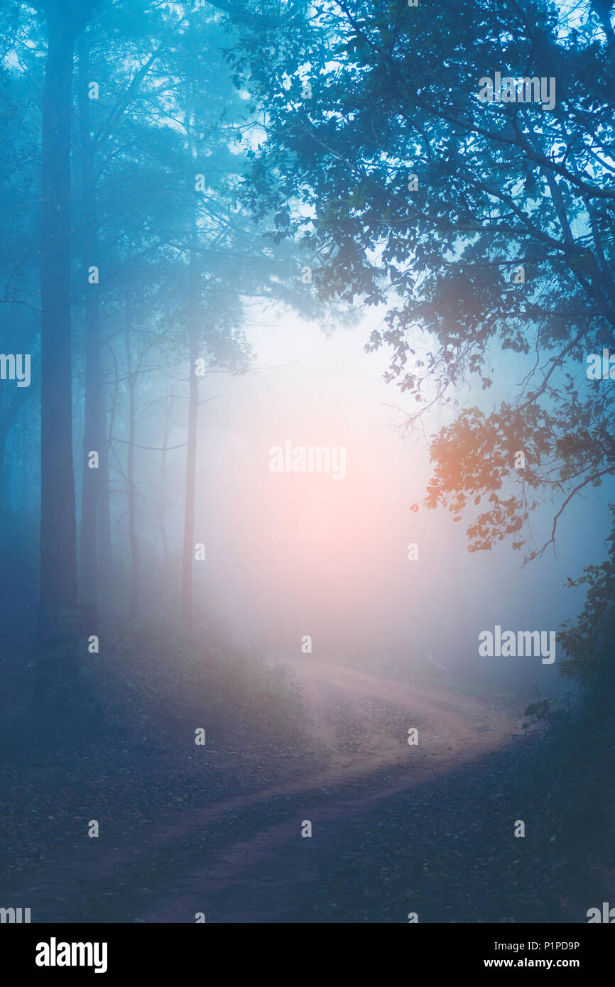 Tropical forest, trees in sunlight and rain Stock Photo - Alamy