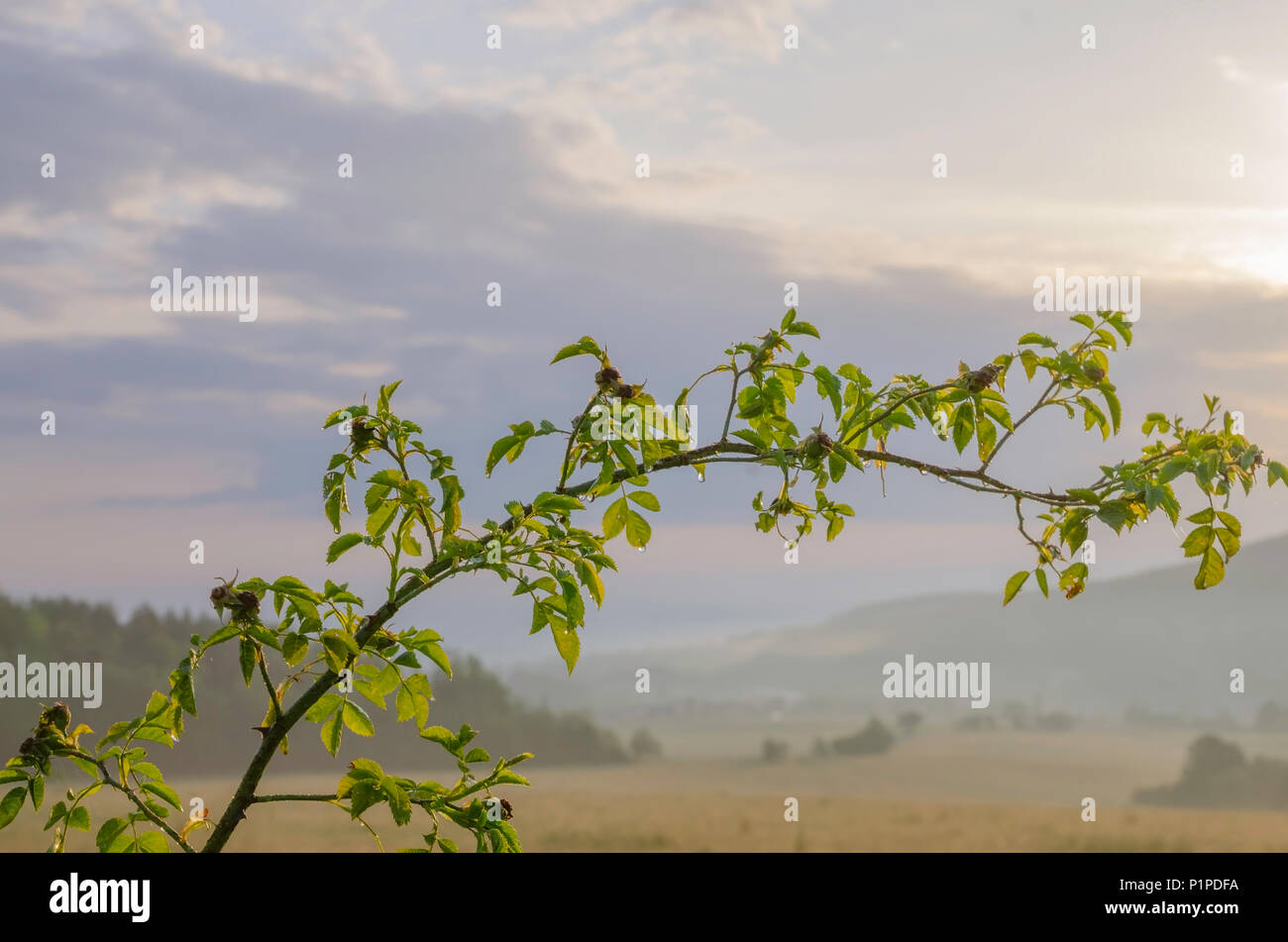 Brier branch hi-res stock photography and images - Alamy