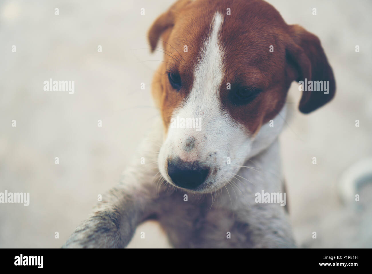 3 month pure breed beagle Puppy on gray screen Stock Photo - Alamy