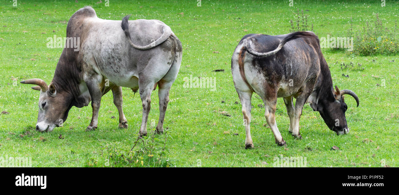 Dwarf zebu hi-res stock photography and images - Alamy