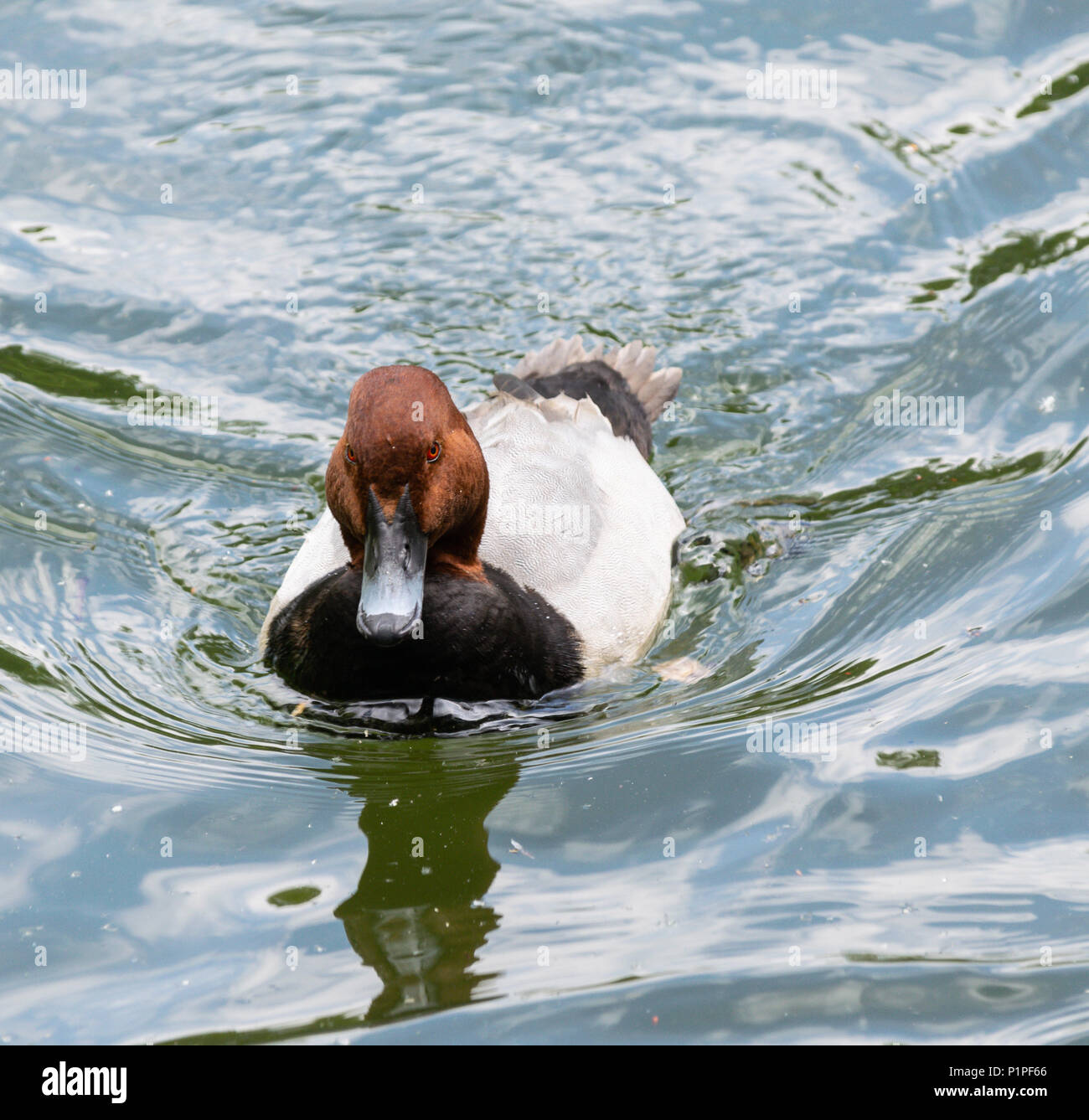 A photo of A Pochard duck swimming Stock Photo - Alamy