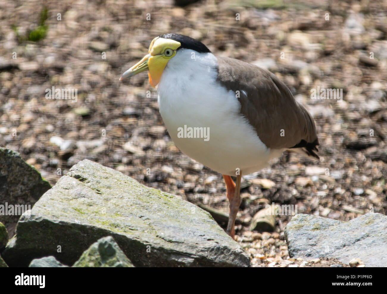 A photo of a masked lapwing Stock Photo - Alamy