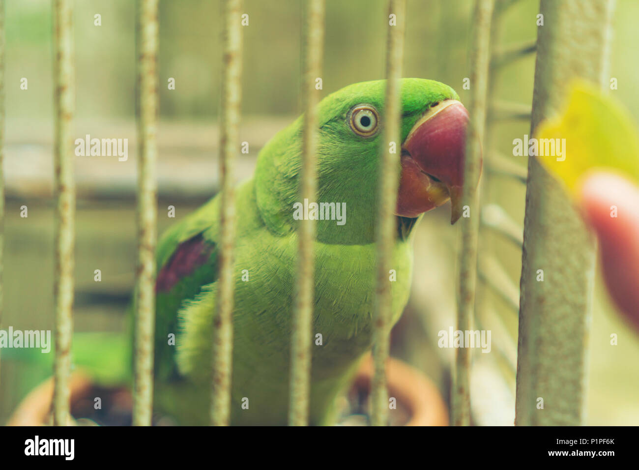 green Parrot in the cage Stock Photo - Alamy