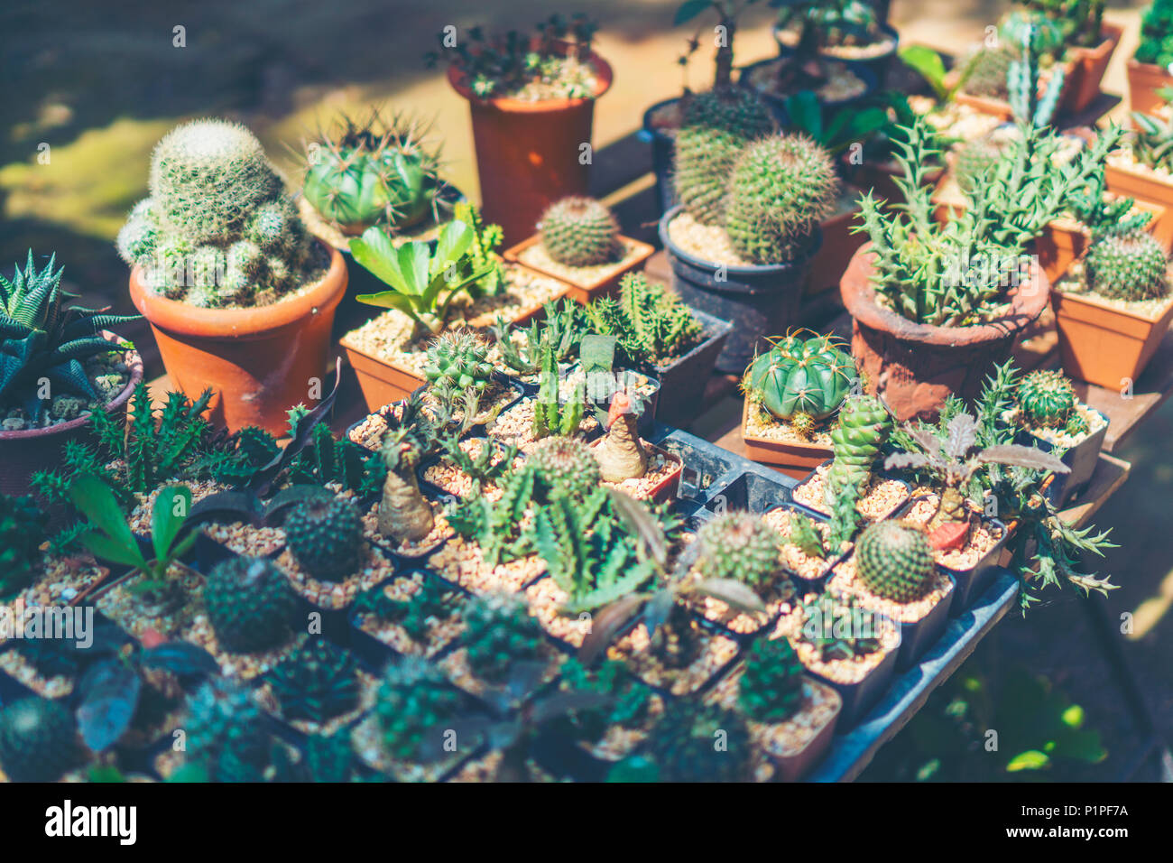 many cactus background Stock Photo - Alamy