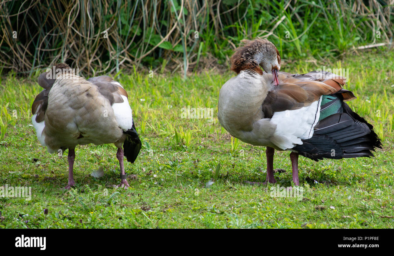 Egyptian Geese Preening High Resolution Stock Photography and Images ...