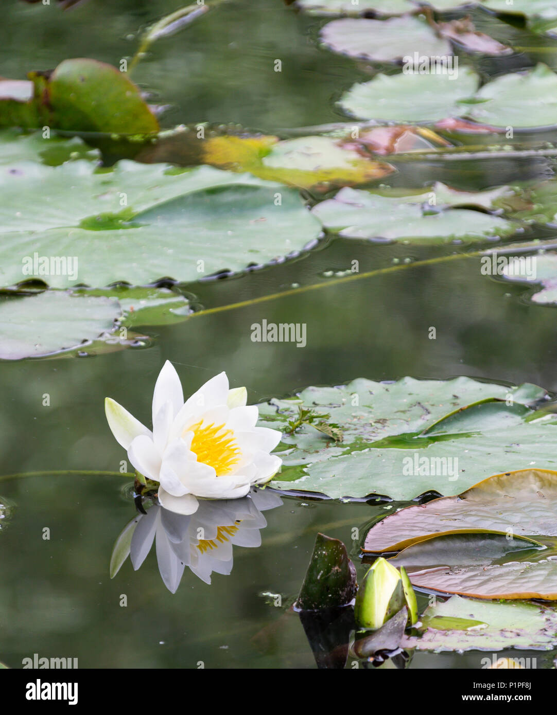 A Water Lily and it's reflection in a still lake Stock Photo - Alamy