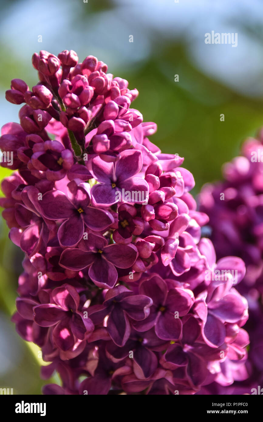 Close up photo of Pink Buddleia in the sun Stock Photo - Alamy