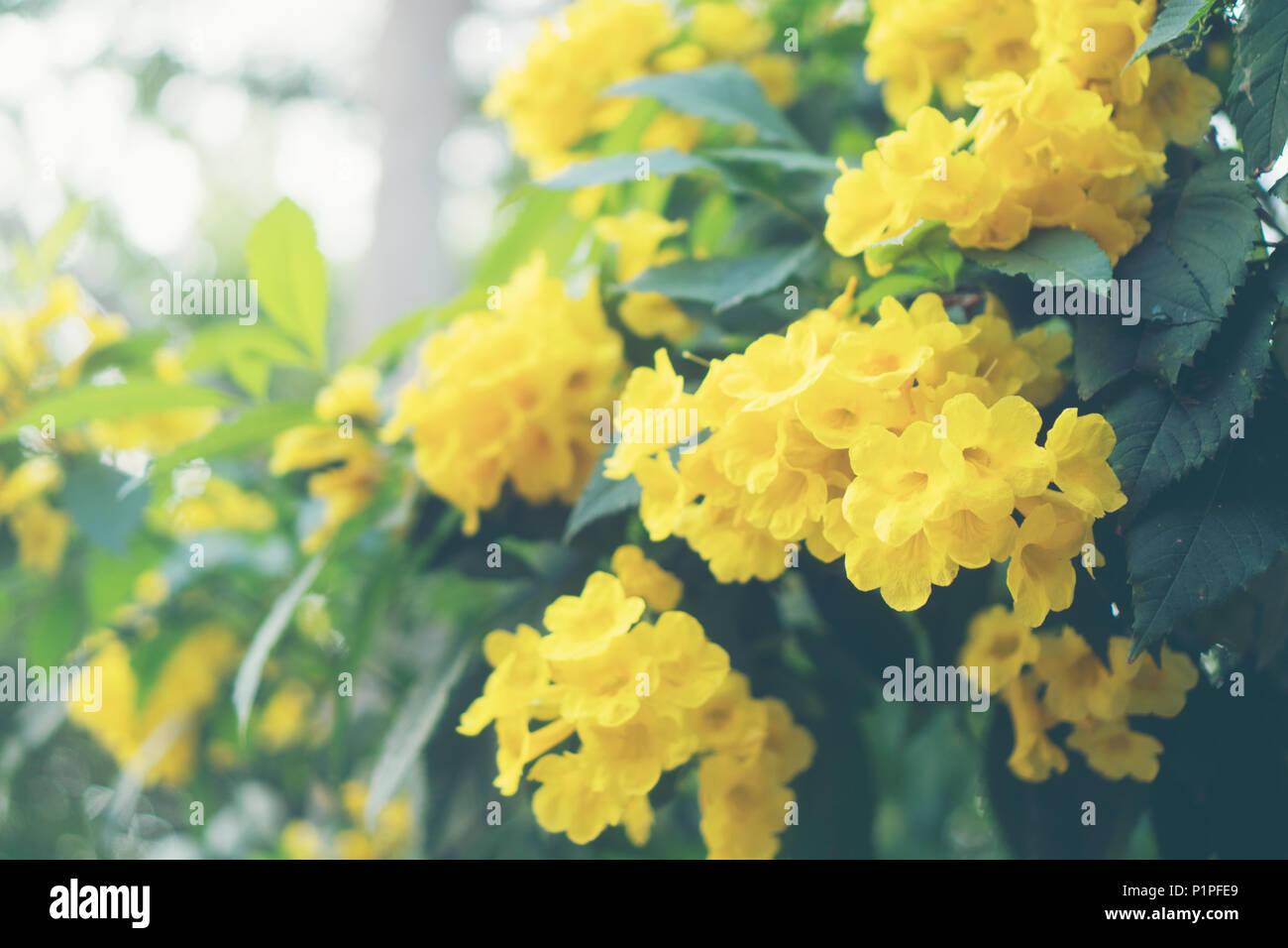Tropical forest, trees in sunlight and rain Stock Photo - Alamy