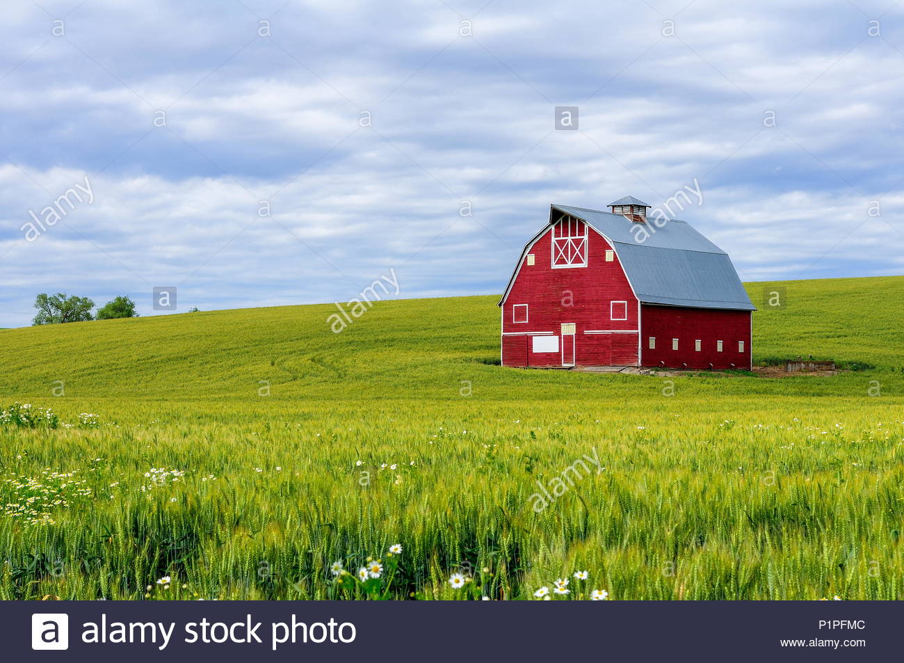 Great Plains Wheat Stock Photos & Great Plains Wheat Stock Images - Alamy