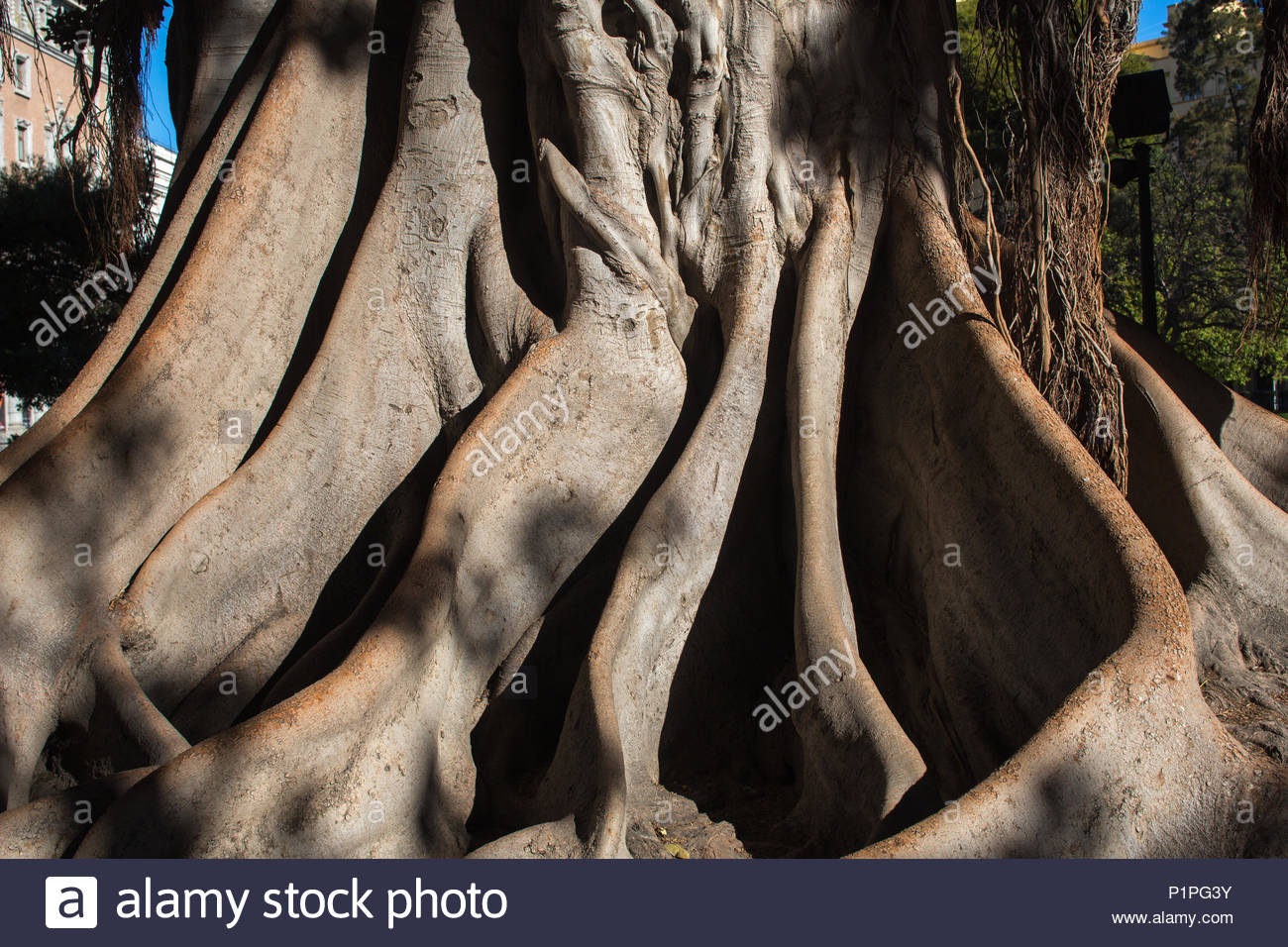 Ficus Tree Trunk High Resolution Stock Photography and Images - Alamy