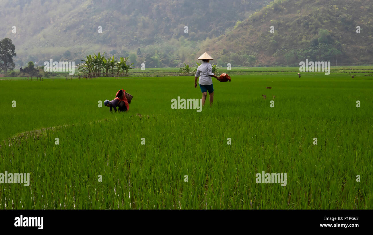 Asian rice paddy field worker hi-res stock photography and images - Alamy
