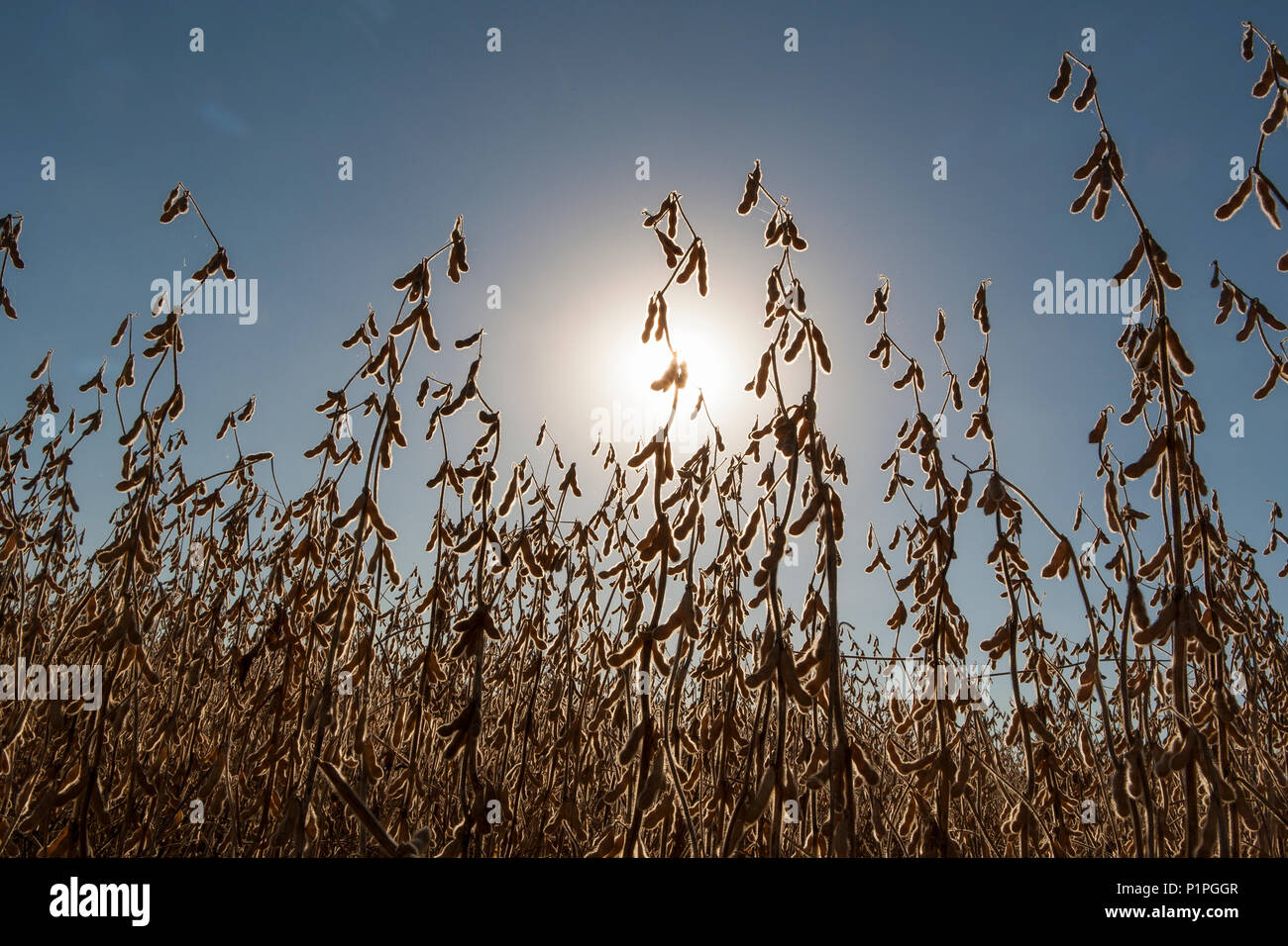 Soybean field ready for harvest, near Nerstrand; Minnesota, United ...