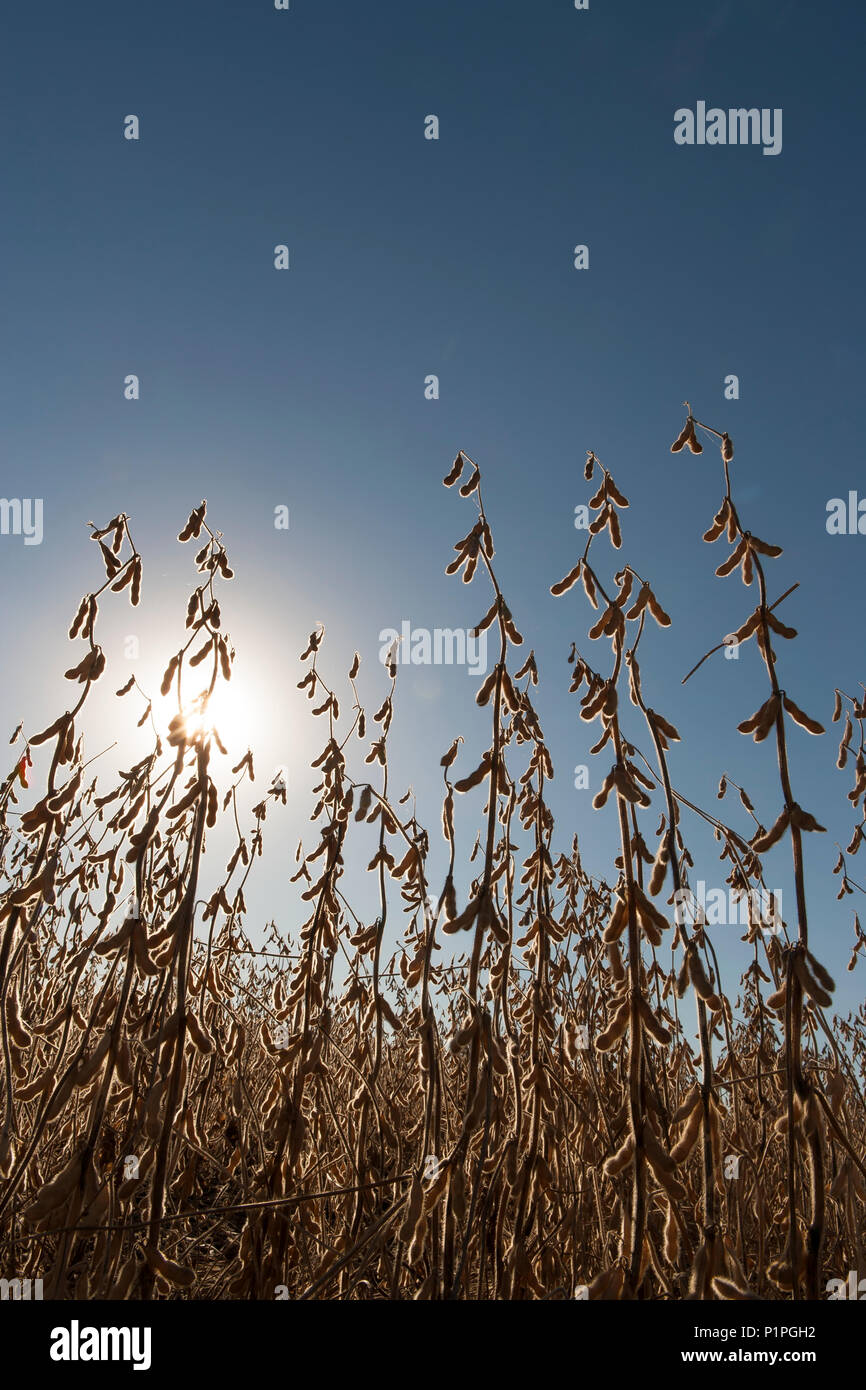 Soybean field ready for harvest, near Nerstrand; Minnesota, United ...