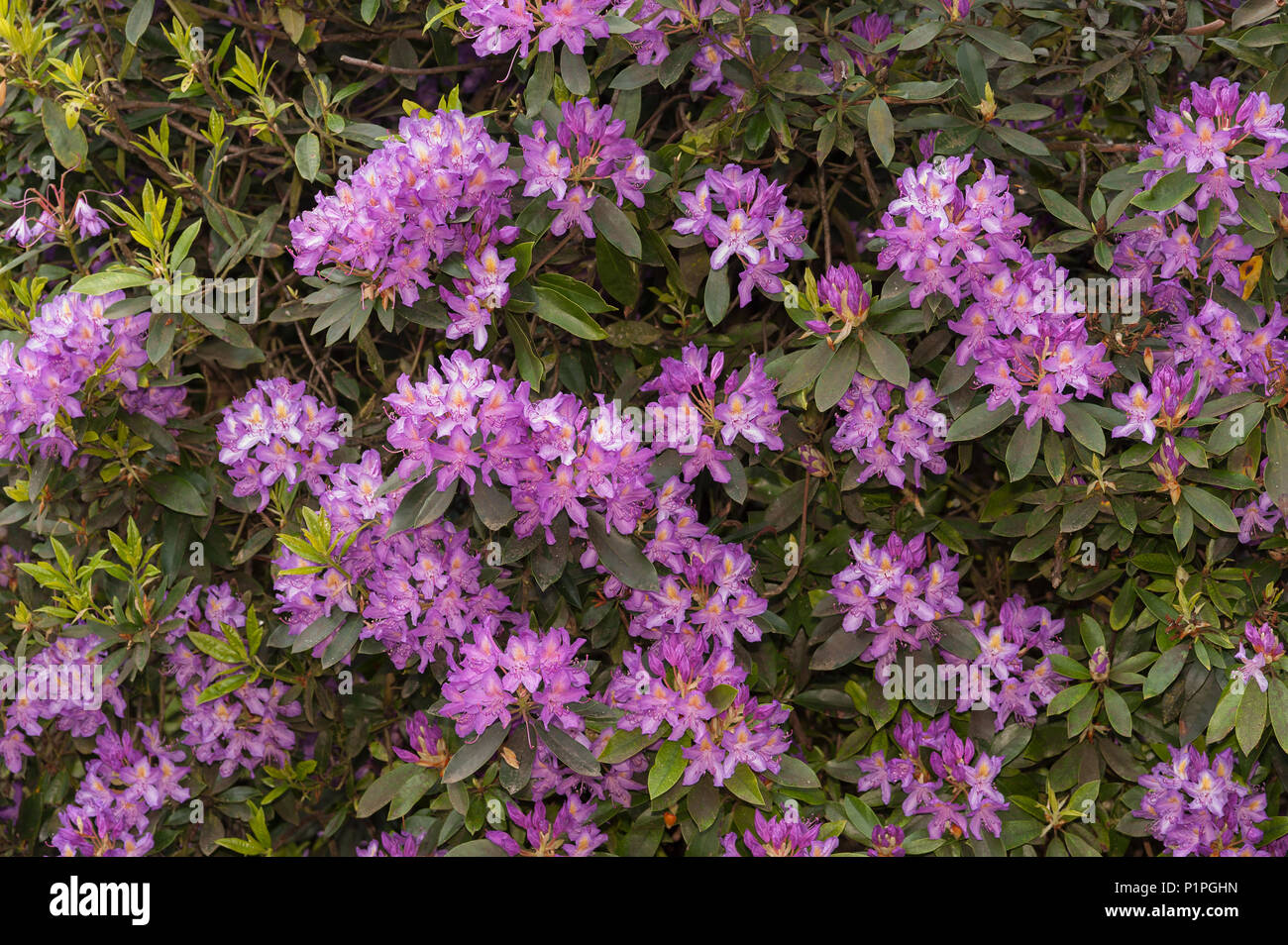 Rhododendron ponticum, Rhododendron x superponticum, an invasive wild ...