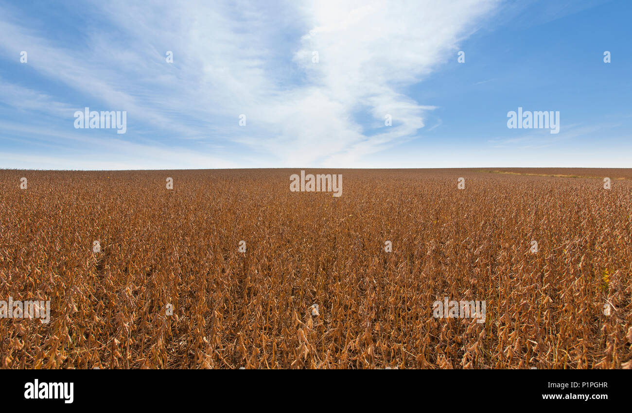Soybean harvest united states hi-res stock photography and images - Alamy