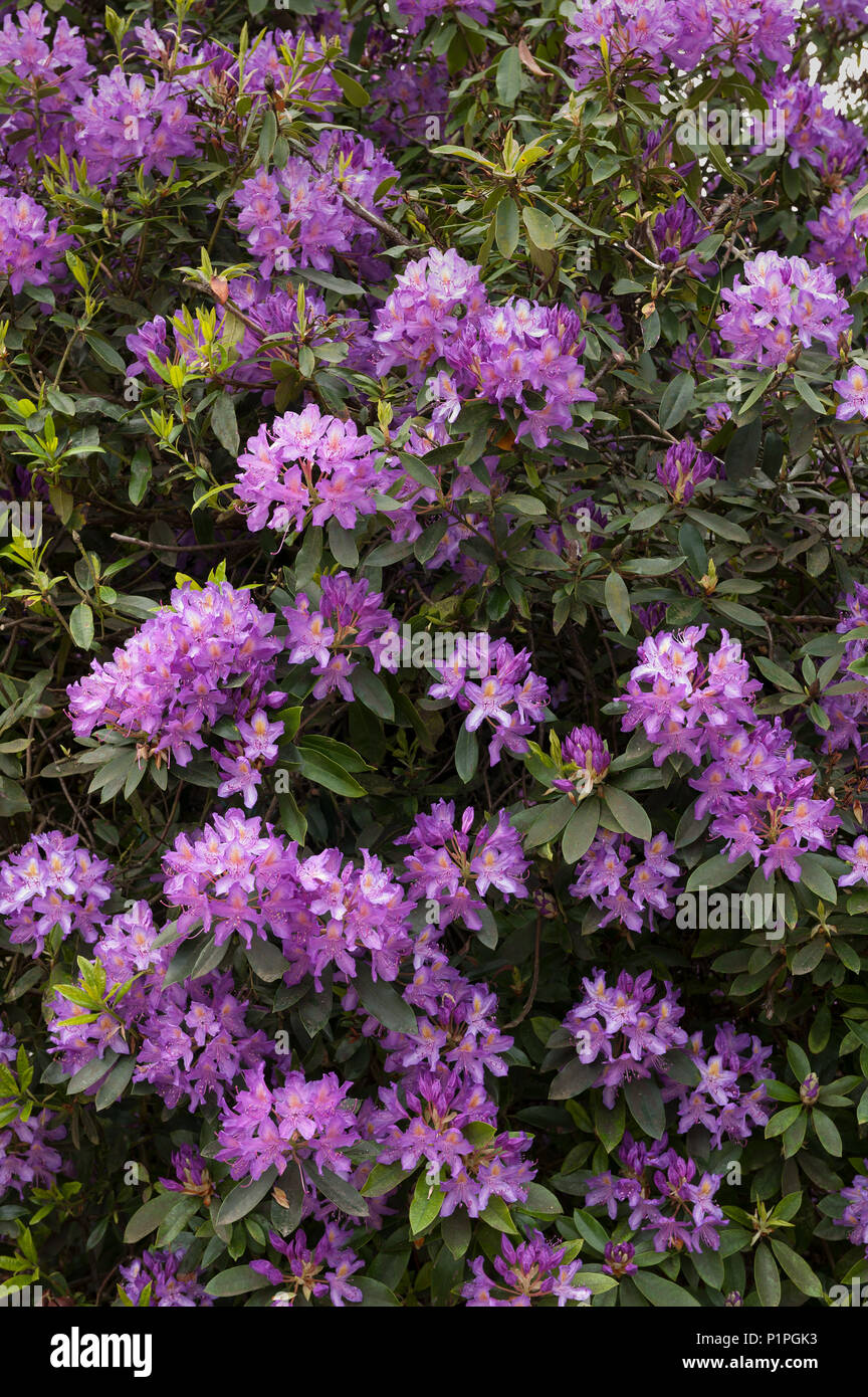 Rhododendron ponticum, Rhododendron x superponticum, an invasive wild ...