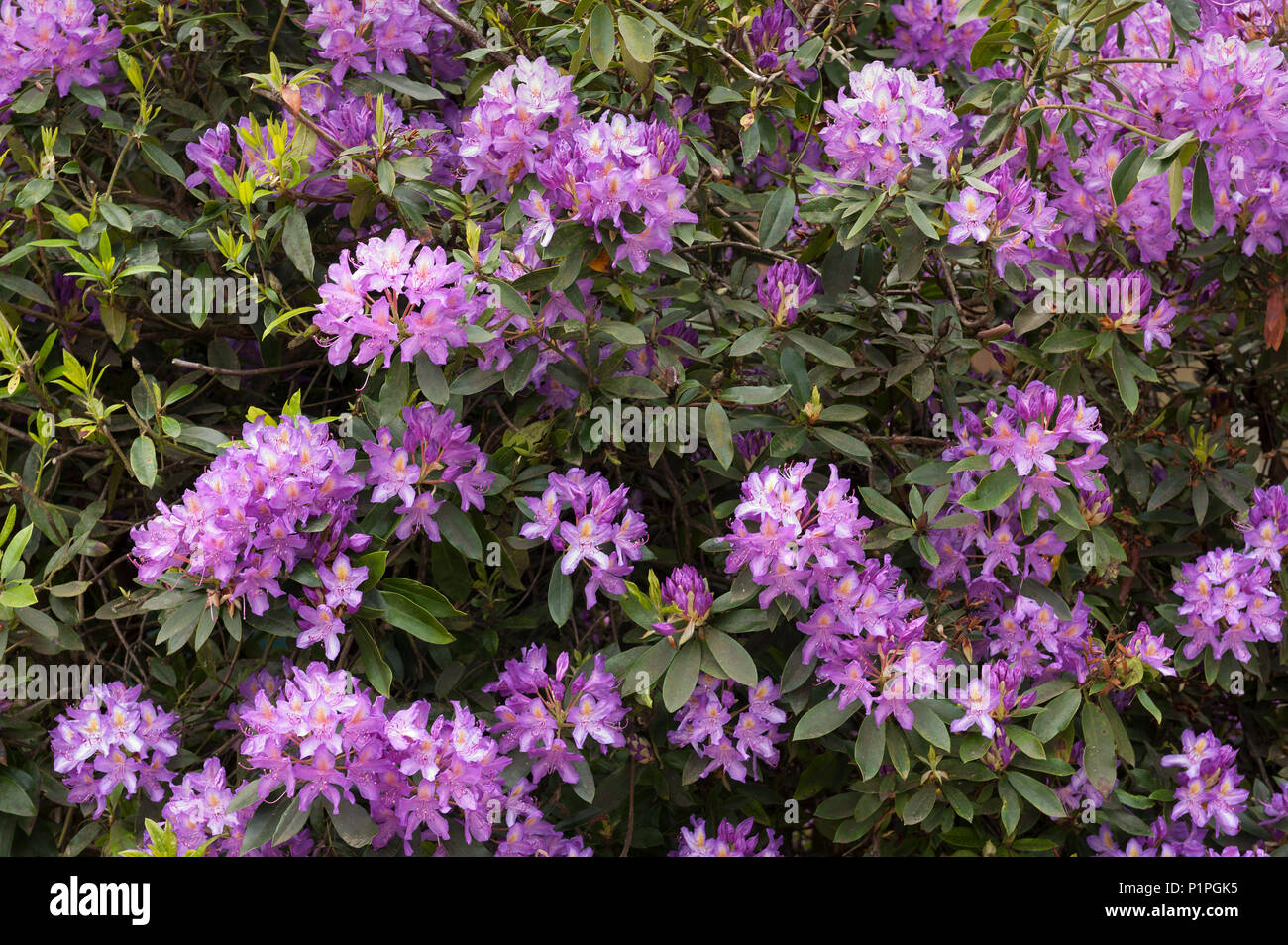 Rhododendron ponticum, Rhododendron x superponticum, an invasive wild ...