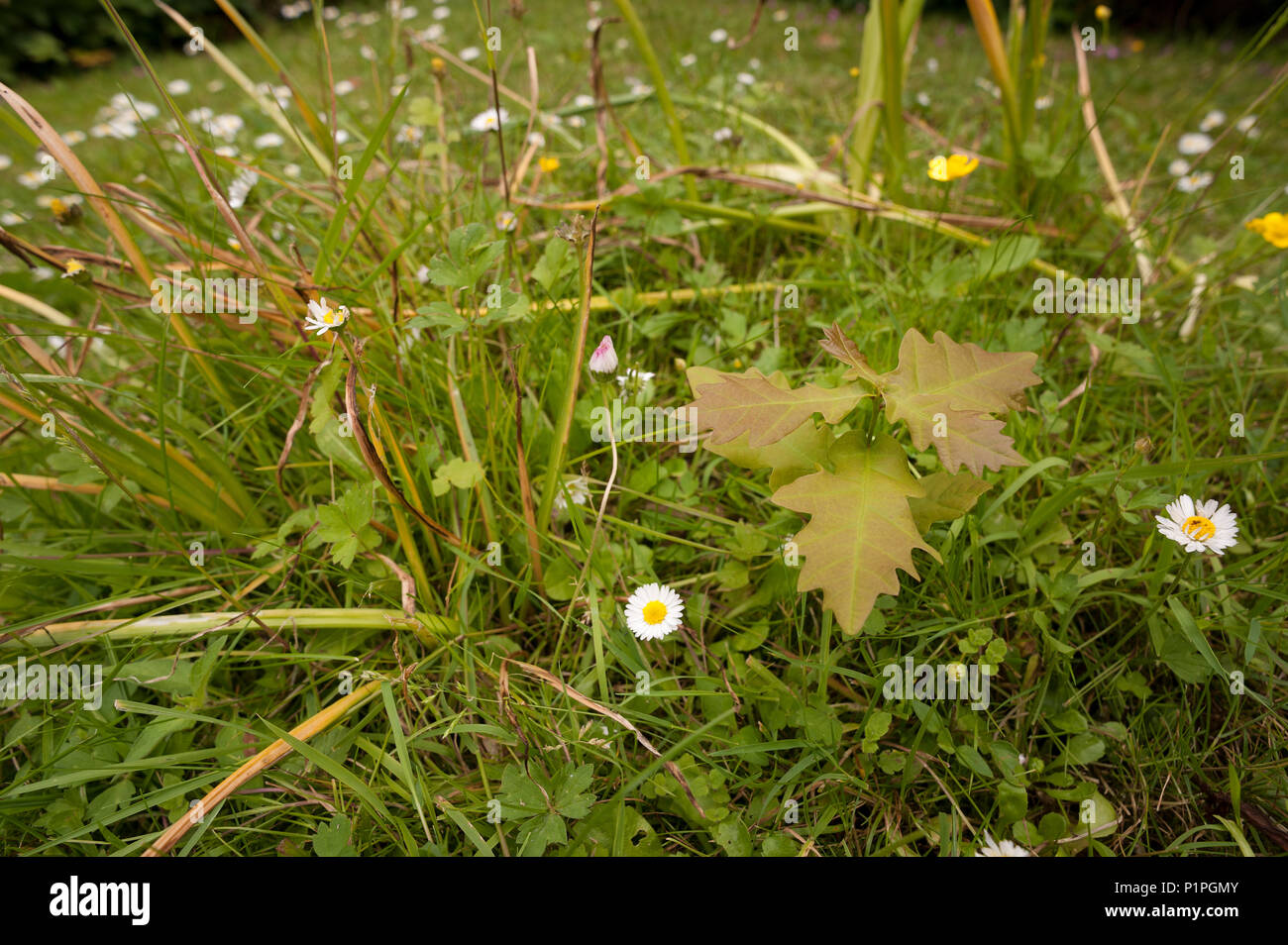 Oak sapling seedling acorn hi-res stock photography and images - Alamy