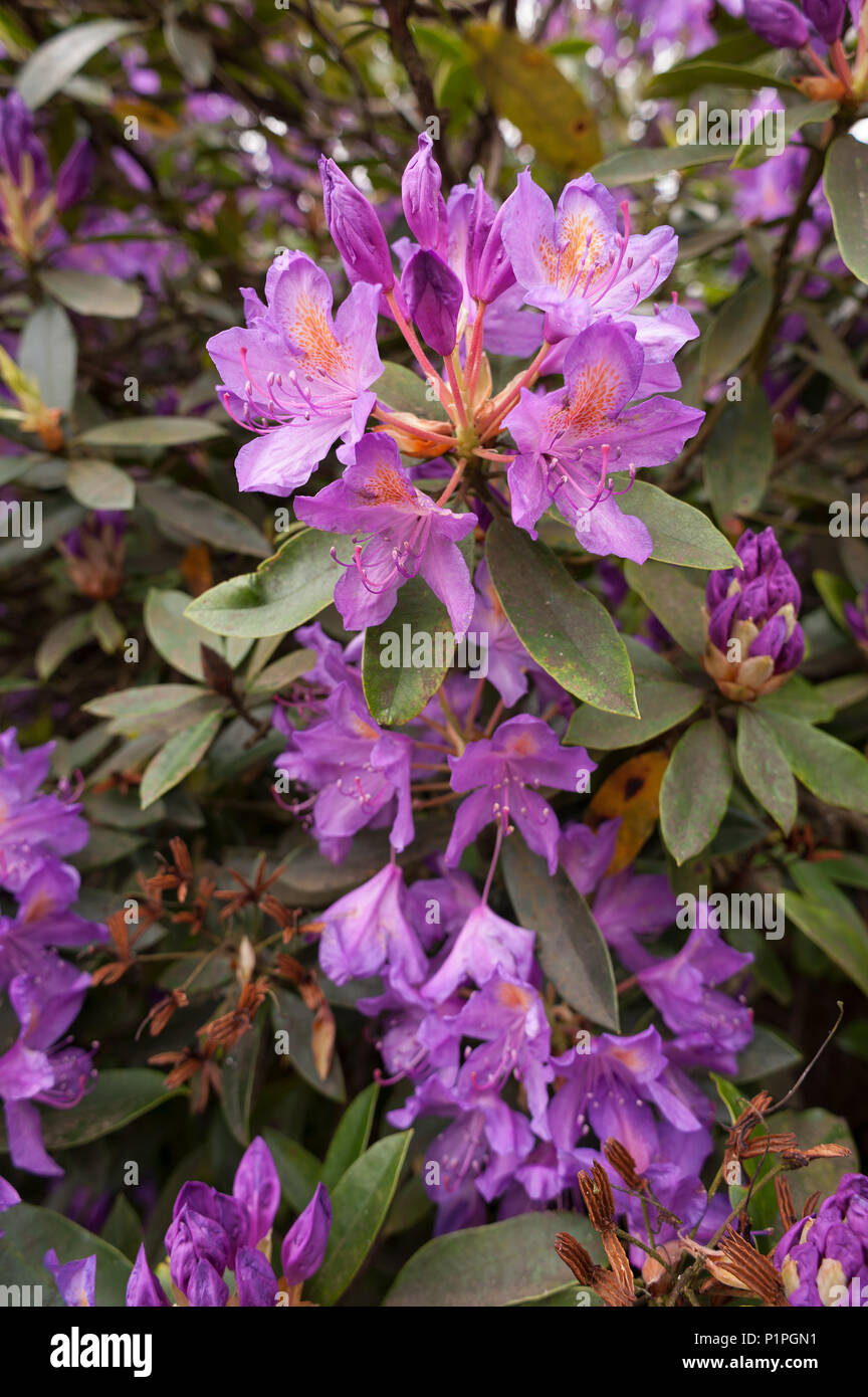 Rhododendron ponticum invasive hi-res stock photography and images - Alamy