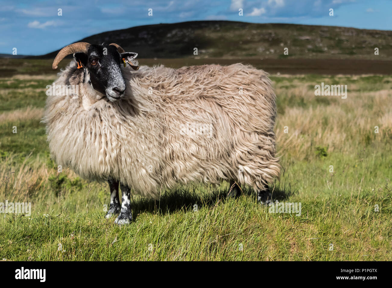 Northumberland black face sheep hi-res stock photography and images - Alamy