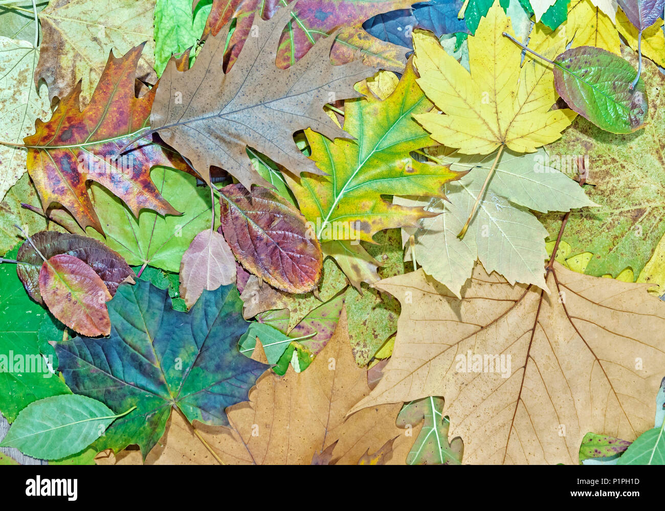 Fall colorful leaves for an autumn background Stock Photo - Alamy