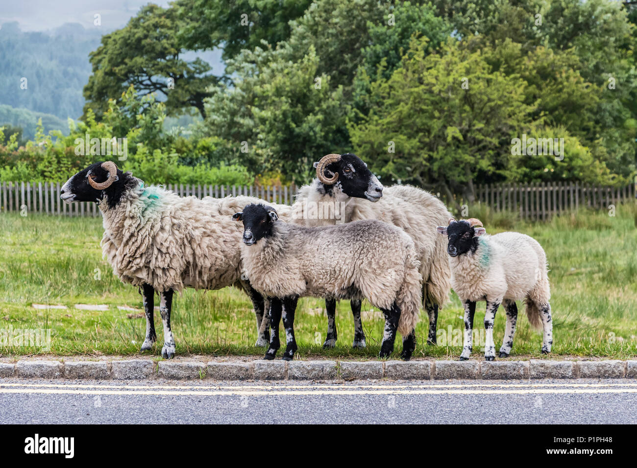 Four sheep looking for traffic on the roadside before crossing; England ...