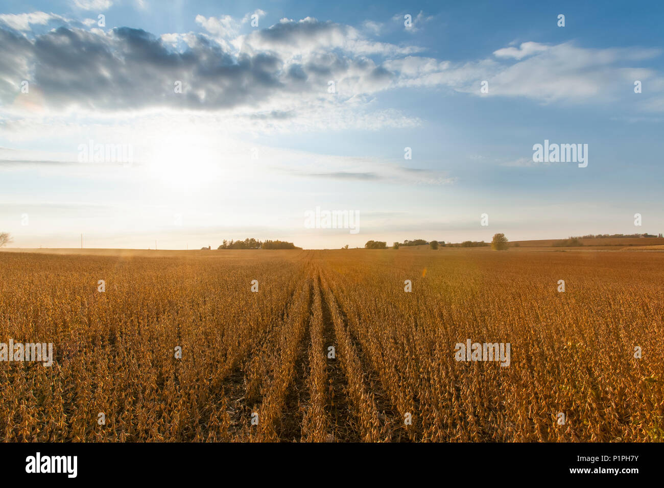 Soybean harvest united states hi-res stock photography and images - Alamy