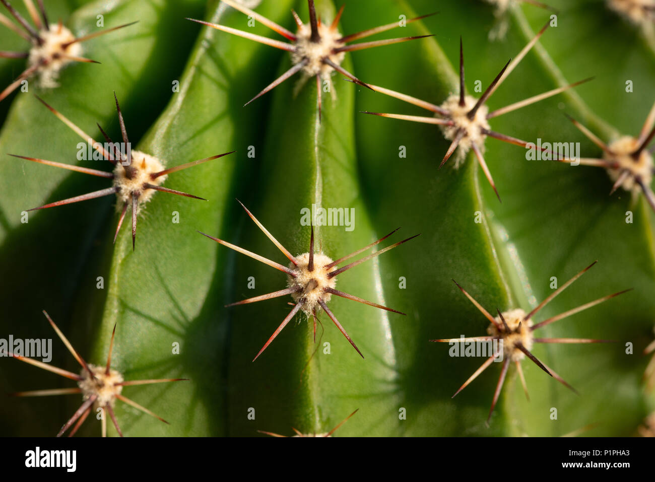 Adaptation Of Cactus