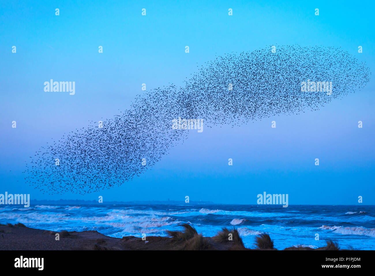 Murmuration of starlings at dusk, RSPB Reserve Minsmere, Suffolk ...