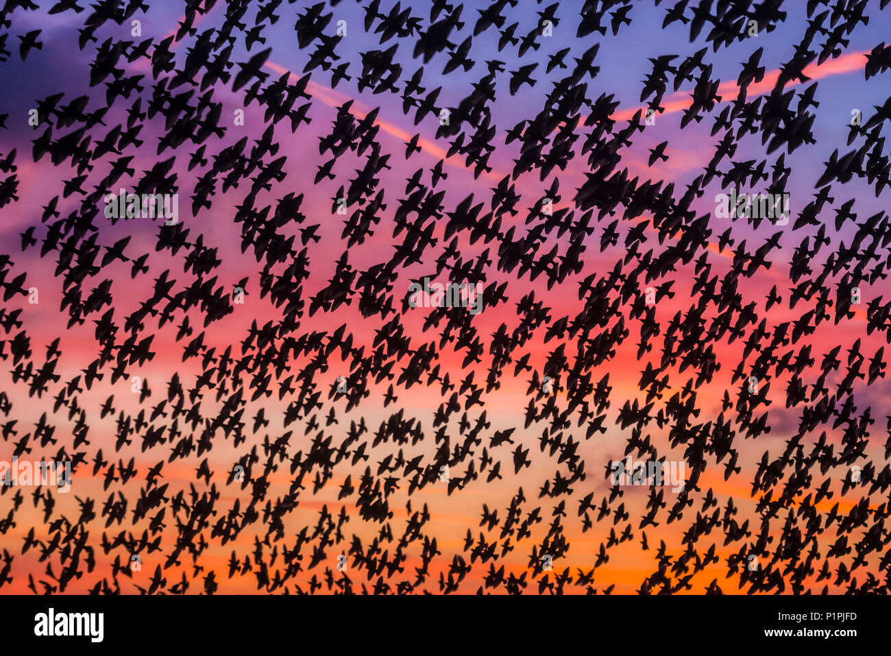 Starlings flying in formation at dusk hi-res stock photography and ...