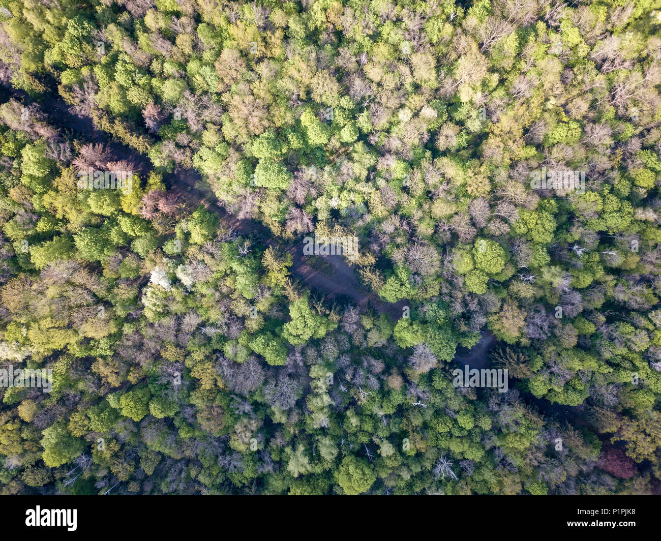 A bird's eye view from drone on diagonally Forest Road Stock Photo - Alamy