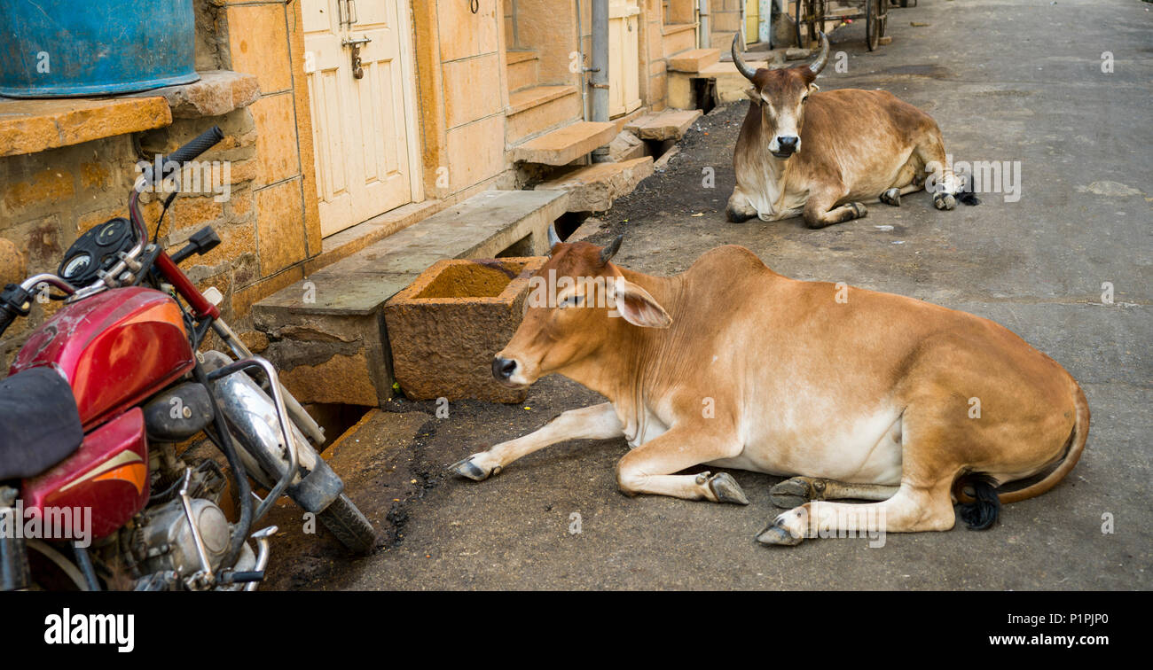 Laying road india cow hi-res stock photography and images - Alamy