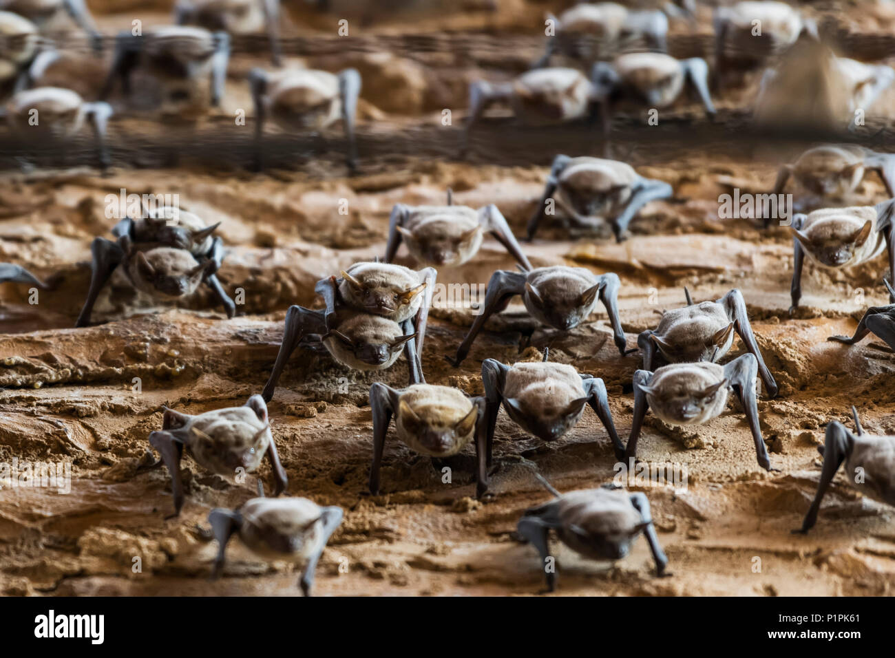 Bat close up hi-res stock photography and images - Alamy