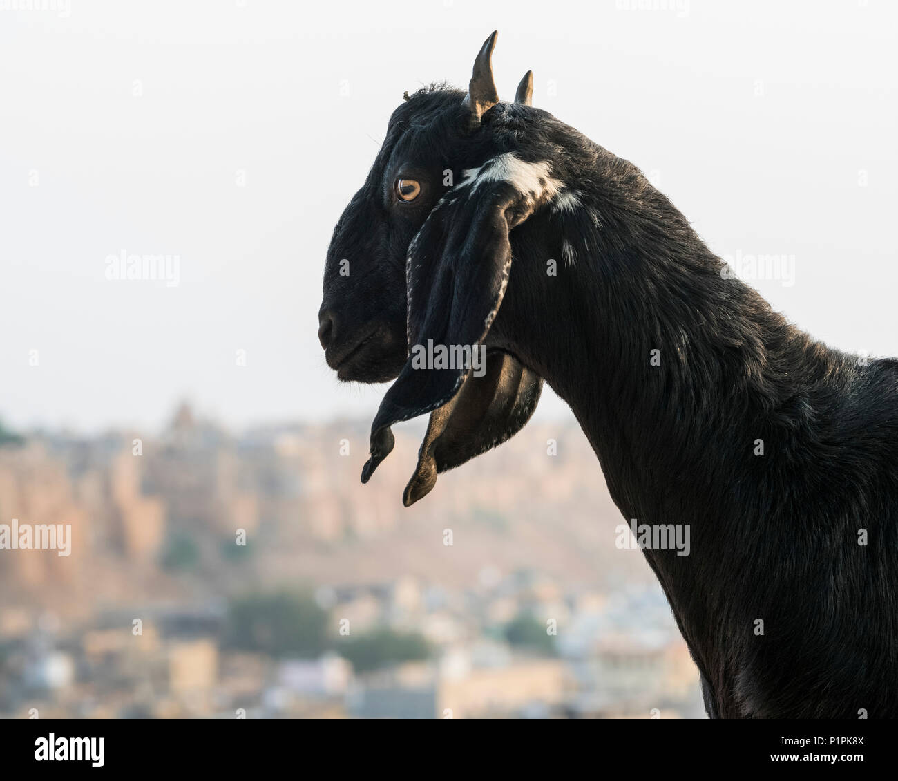 A goat's head in the foreground with Jaisalmer Fort in the distance ...