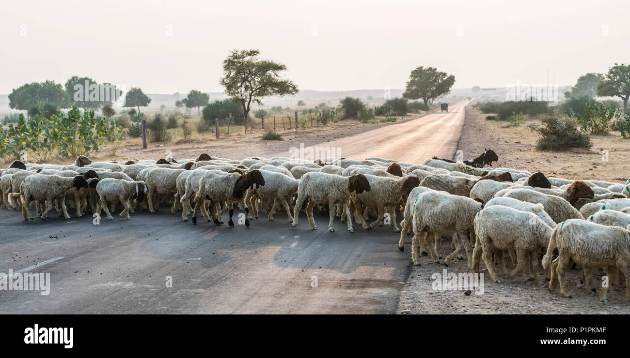 Flock of sheep crossing a road; Jaisalmer, Rajasthan, India Stock Photo - Alamy