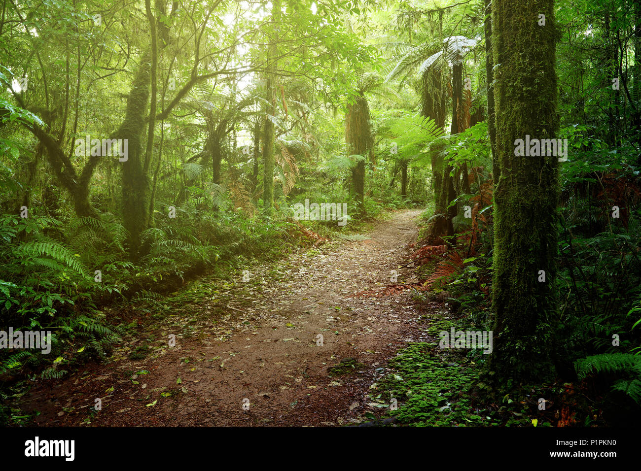 Walking trail in tropical forest Stock Photo - Alamy