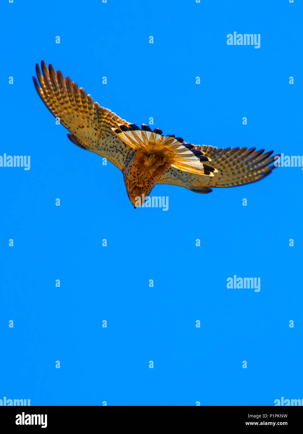 Kestrel Hunting at Howth Stock Photo - Alamy