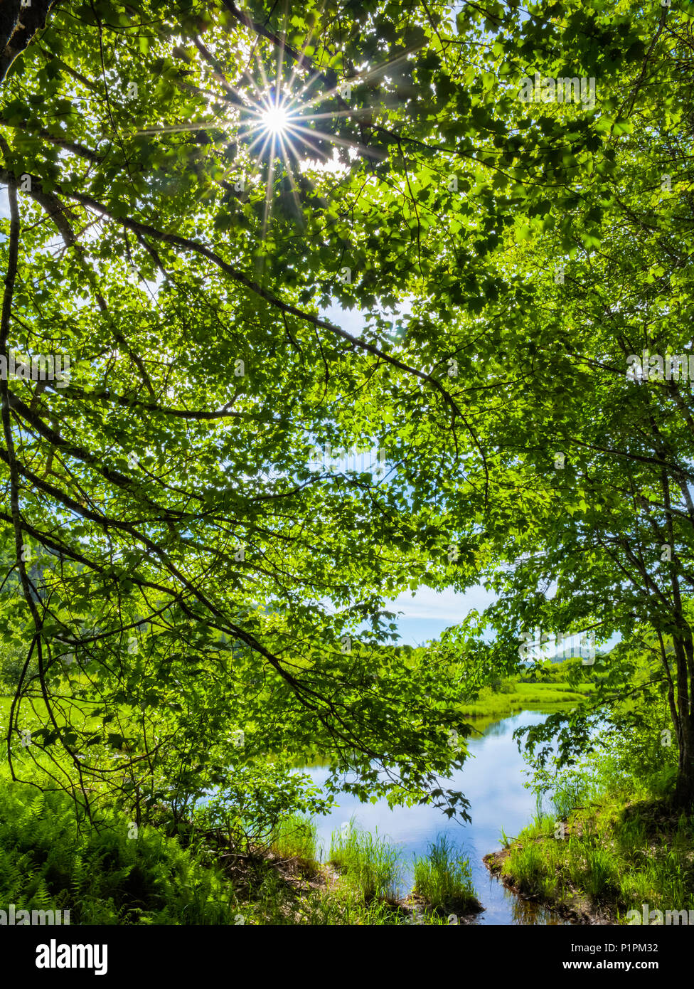 Sunburst through maple trees along the St. Mary's River; Crows Nest ...