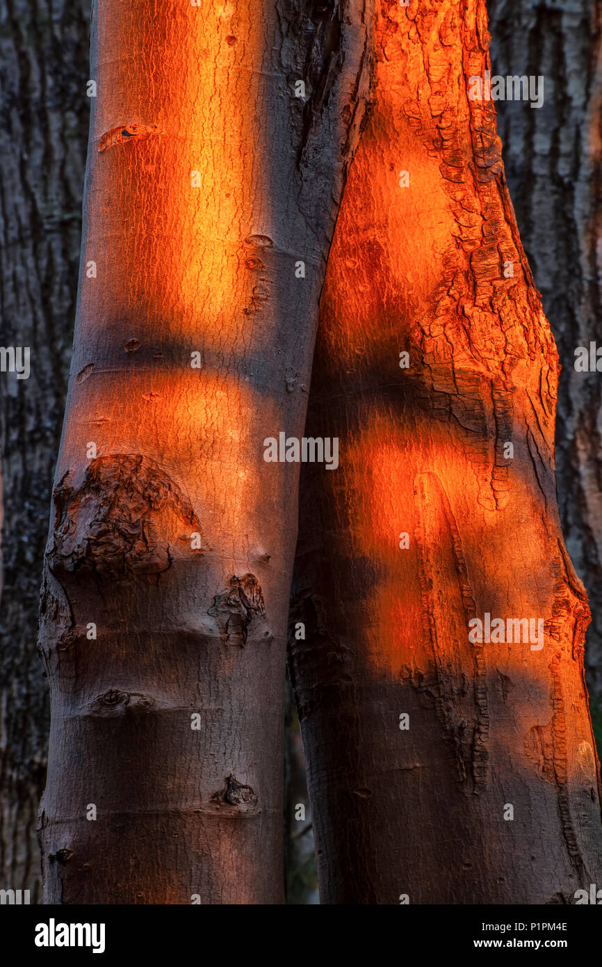 Two tree trunks hi-res stock photography and images - Alamy