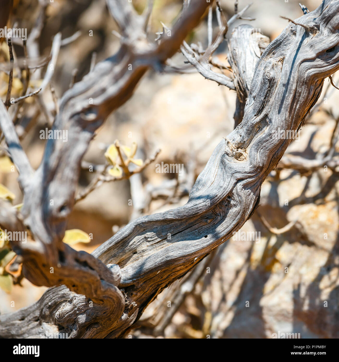 Sun-dried shrubs on a rocky ground, close up Stock Photo - Alamy