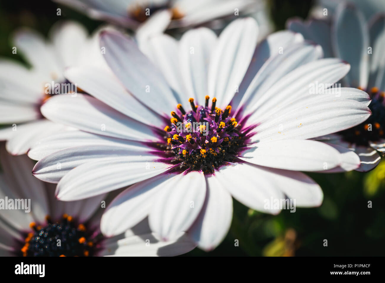 A clump of hardy African daisy, Osteospermum plants Stock Photo - Alamy