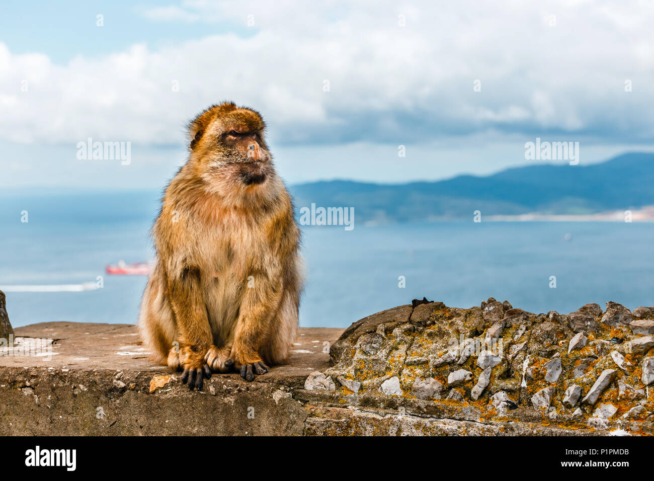 portrait of a wild male macaque. Macaques are one of the most famous ...
