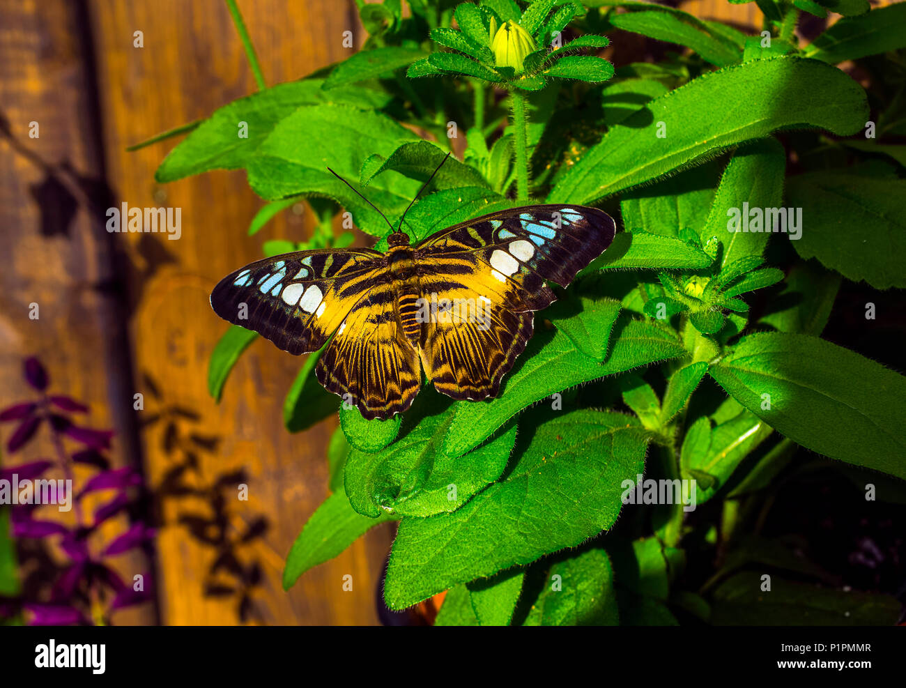 Clipper butterfly (Parthenos sylvia sylvia), botanical gardens ...