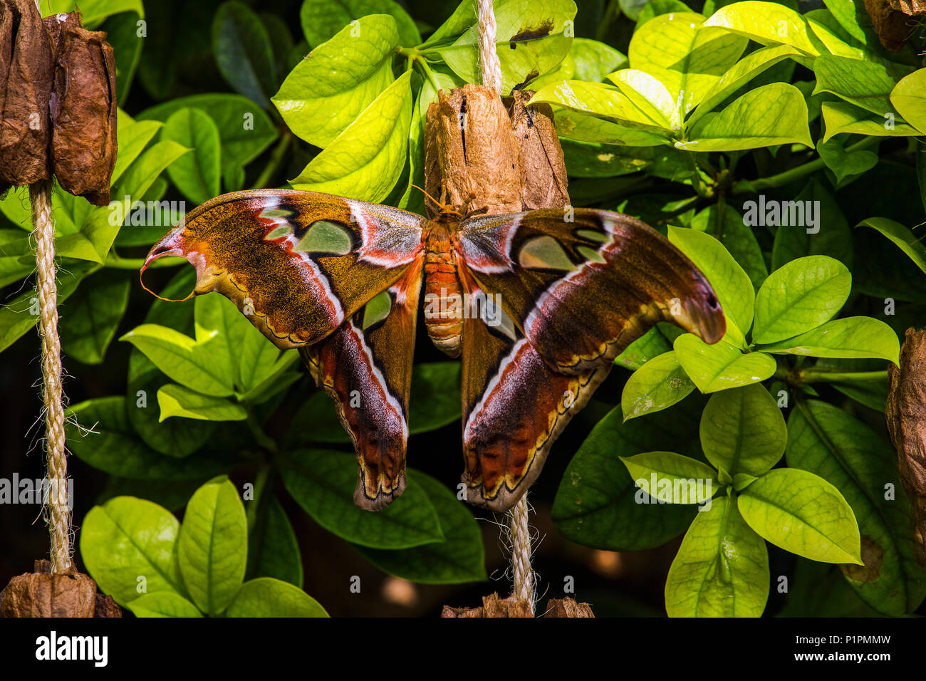 Close up image attacus atlas moth on plant leaf hi-res stock ...