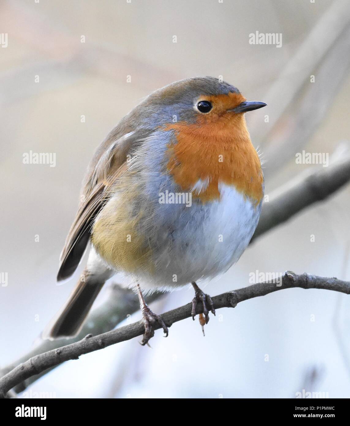 Robin feet hi-res stock photography and images - Alamy