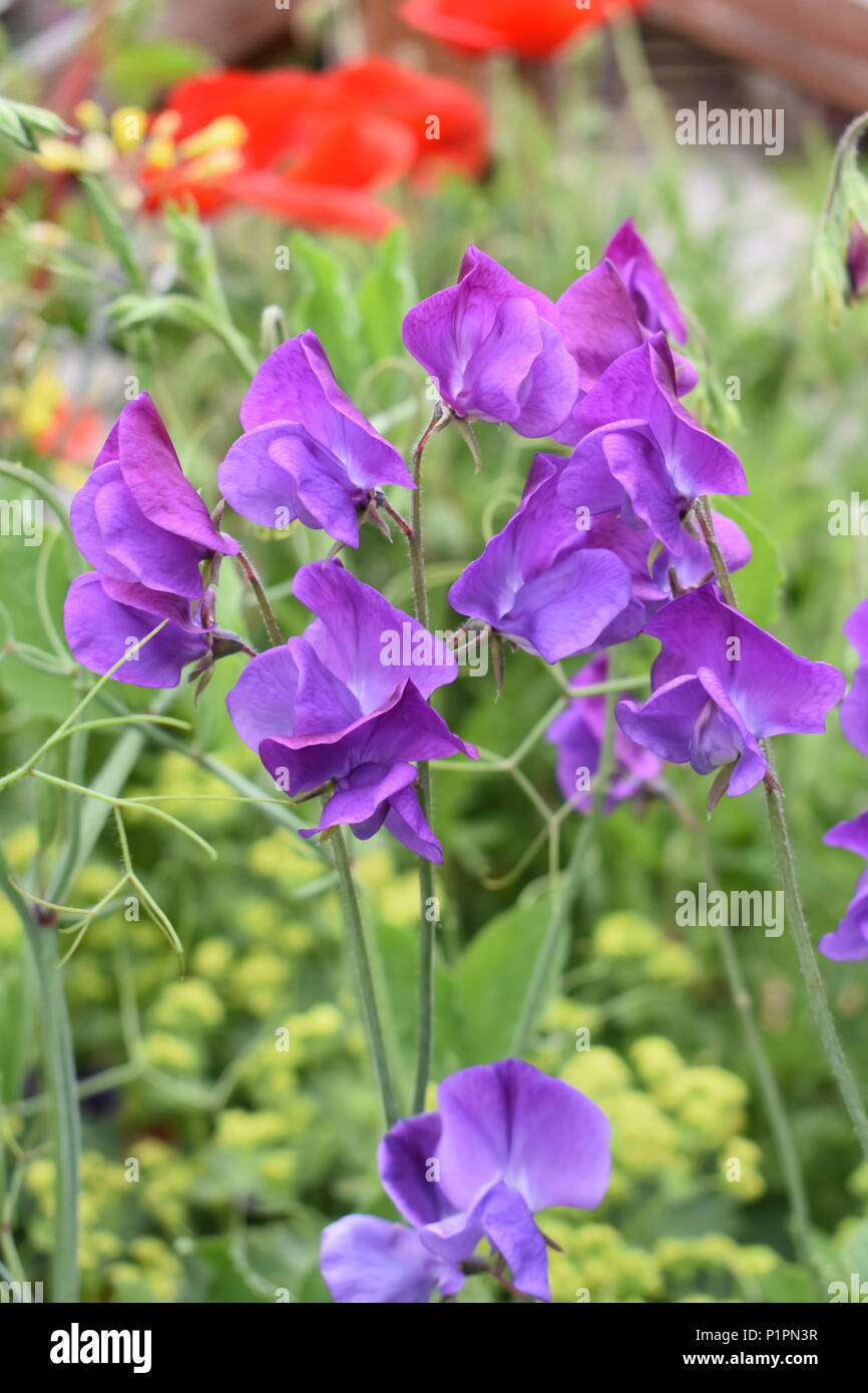 Sweet Pea's - Lathyrus Stock Photo - Alamy