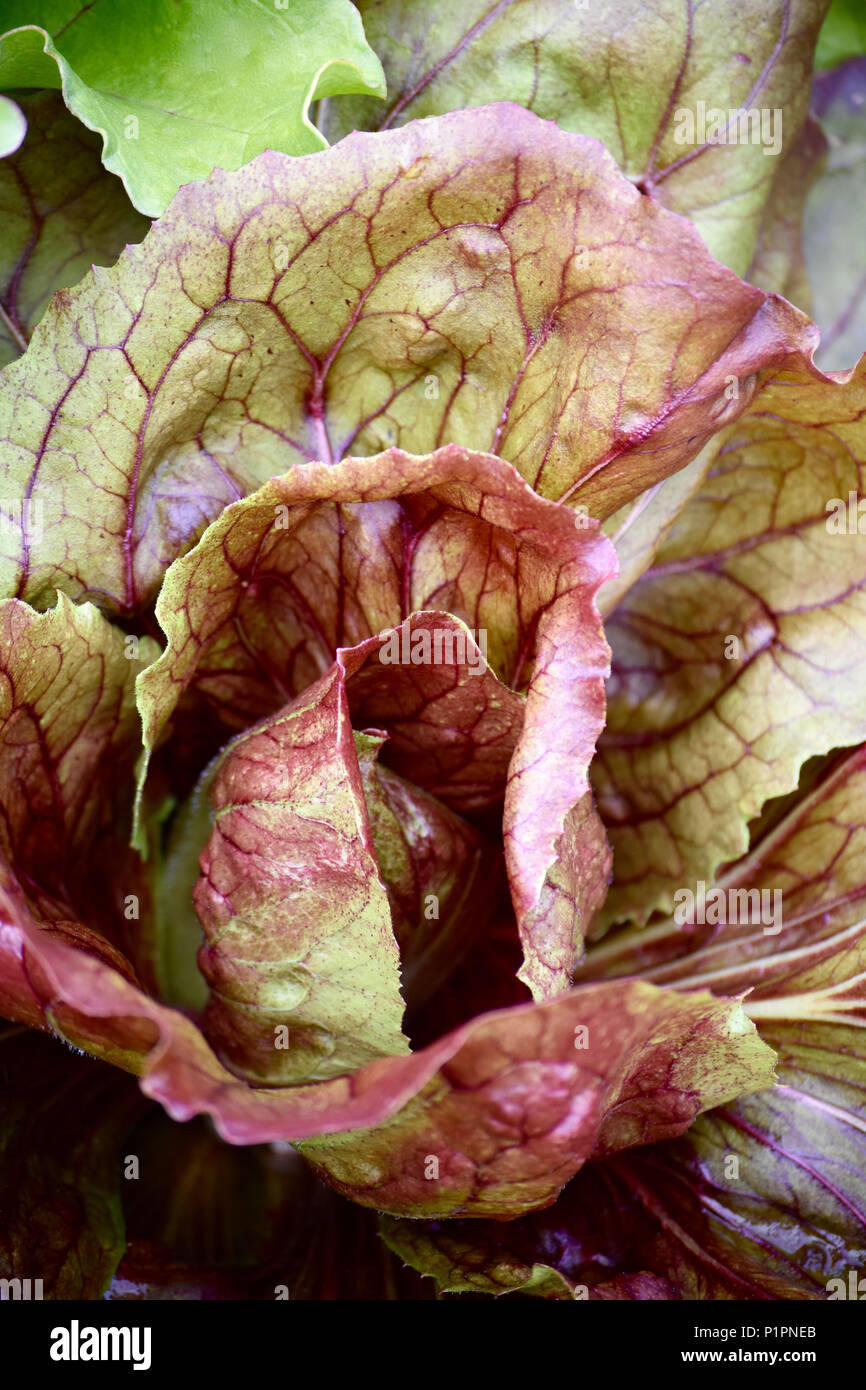 Radicchio growing in the Edible Garden Stock Photo - Alamy